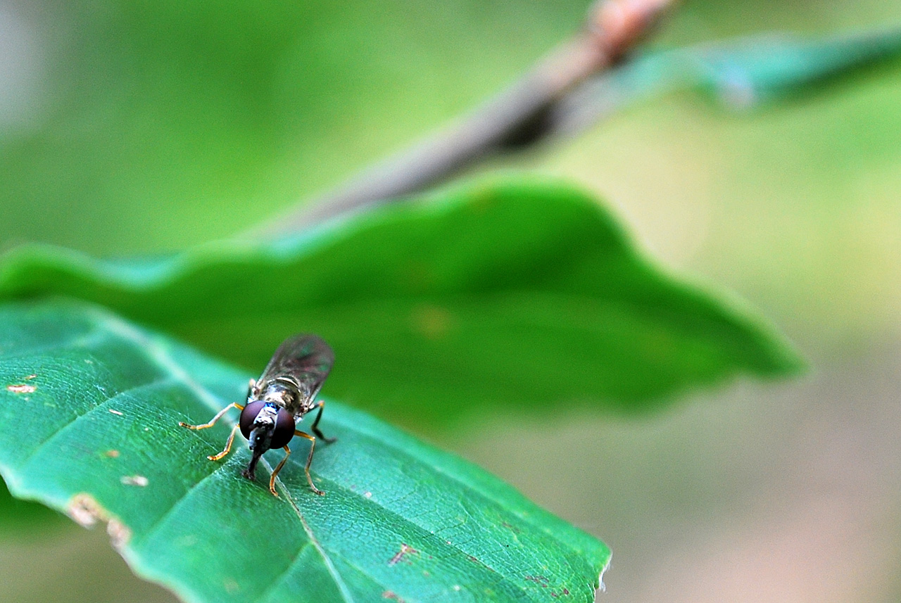 Gyávol Roland Photography: Spider && Fly