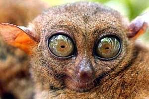 Bichos feios da natureza