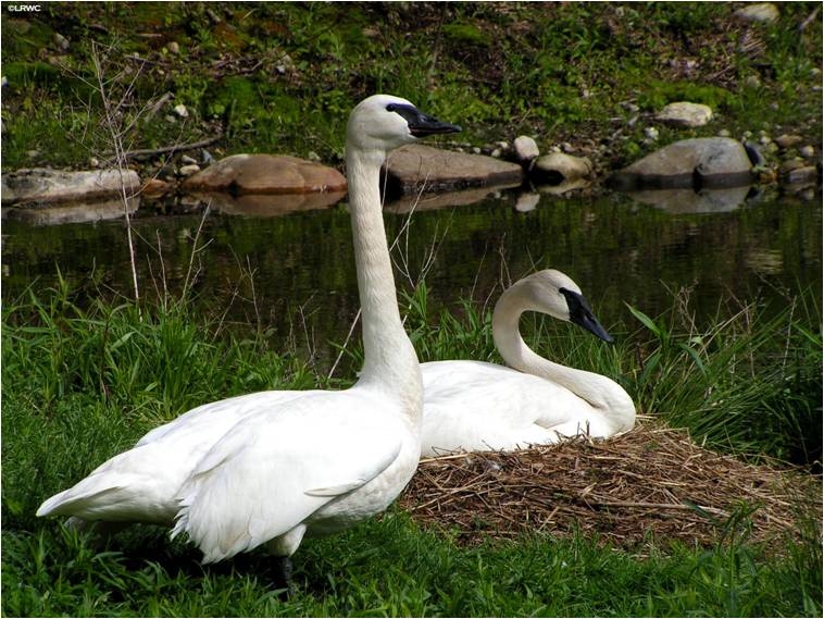 DIVAGAR SOBRE TUDO UM POUCO - Poemas, Flores, Pinturas, Férias: Cisnes