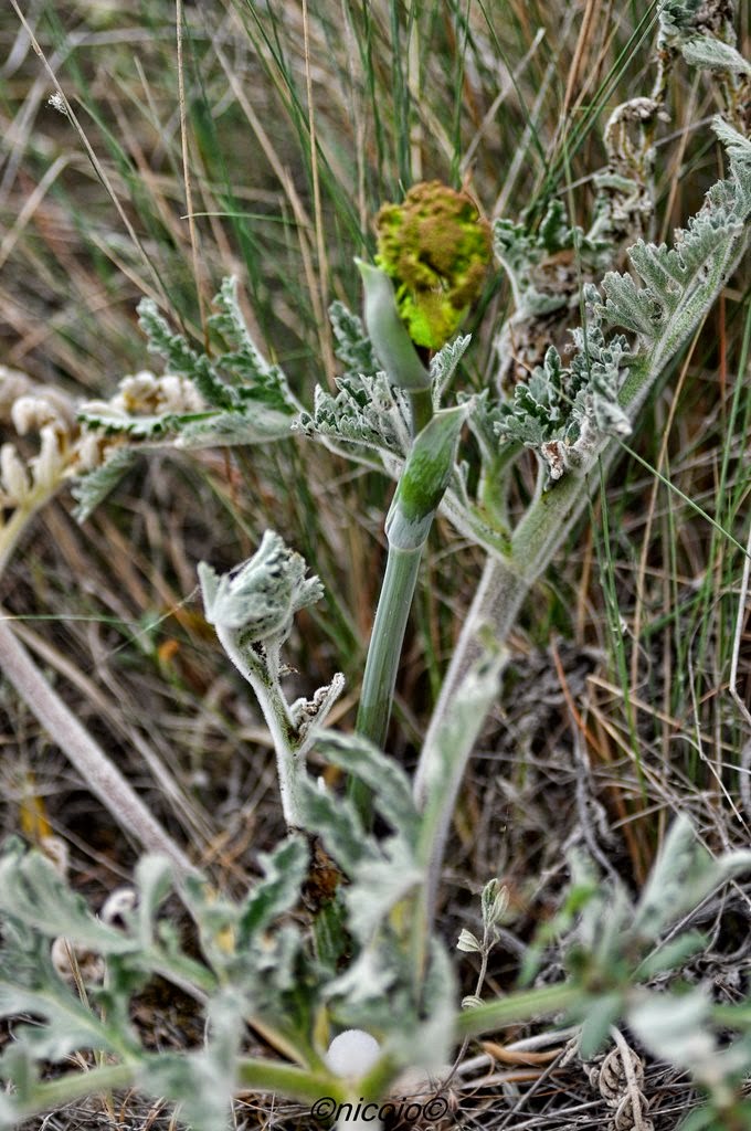 Foto's en korte verhalen uit Spanje: Thapsia villosa (Umbellifera / sub ...