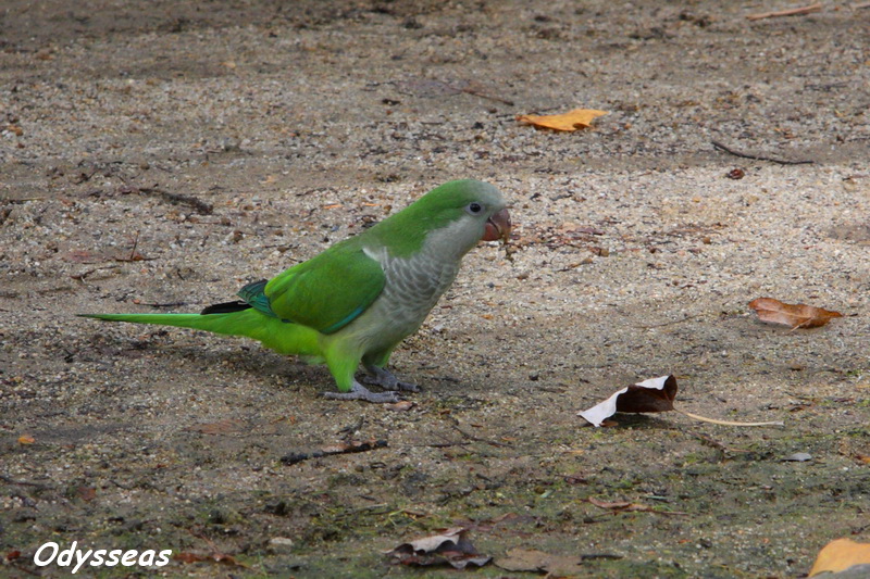 Birds of Europe: Monk Parakeet