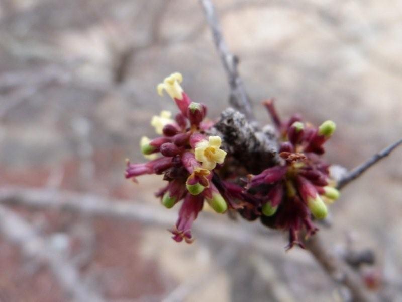 Safari Ecology: Myrrh trees (Commiphora) are useful things...