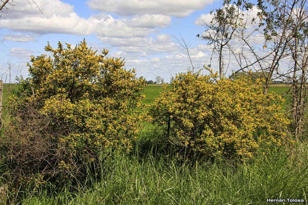 Flora Bonaerense: Retama negra (Cytisus scoparius)