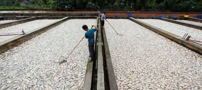 Il Blog di Angelo Mascia