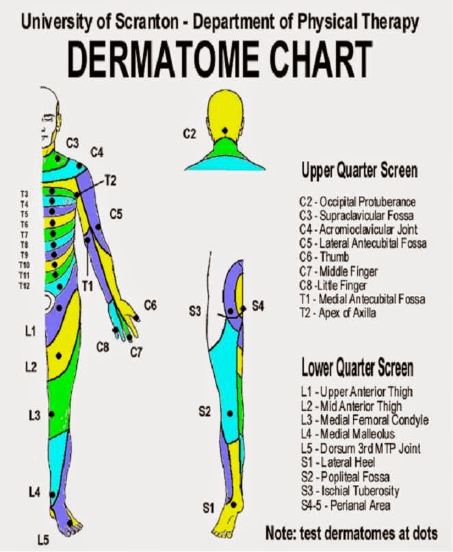 KESIHATAN TUBUH BADAN: CHART: DERMATOMES