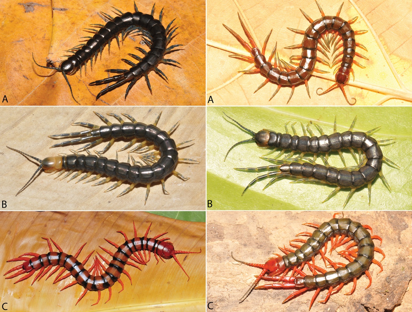 Species New to Science: [Invertebrate • 2016] A Taxonomic Review of the ...