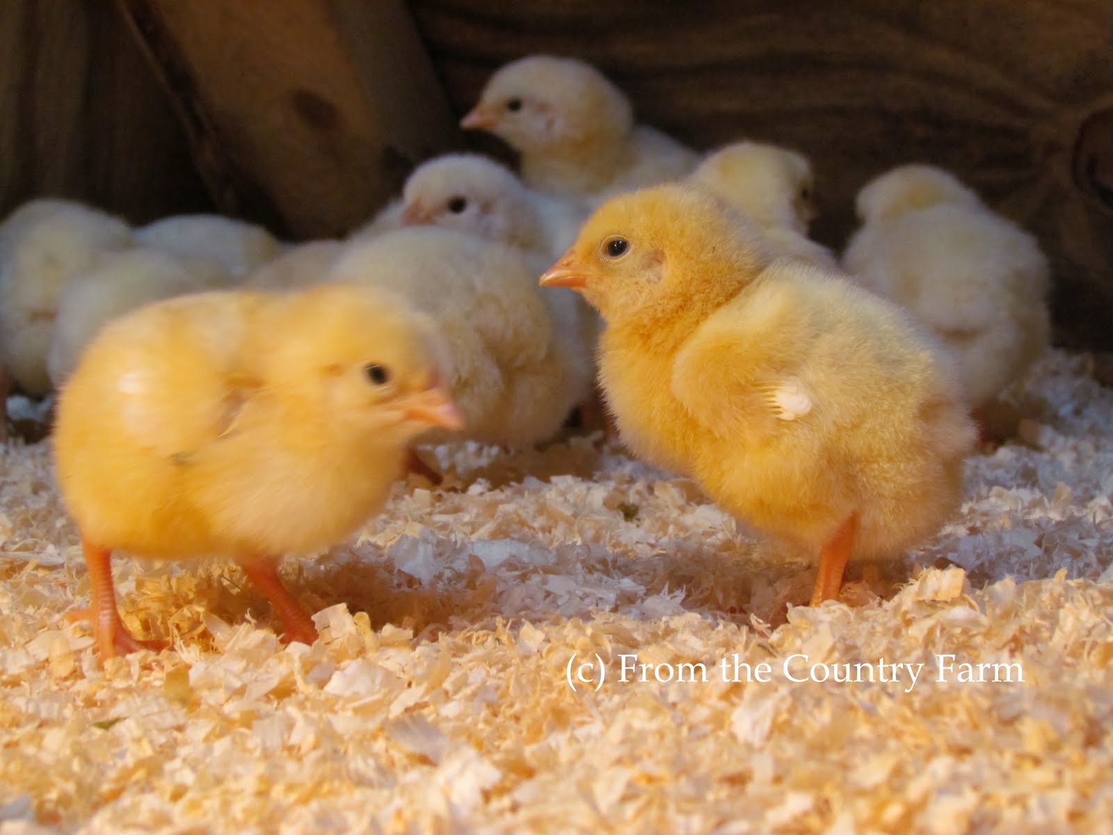 From the Country Farm: Our broilers have arrived!