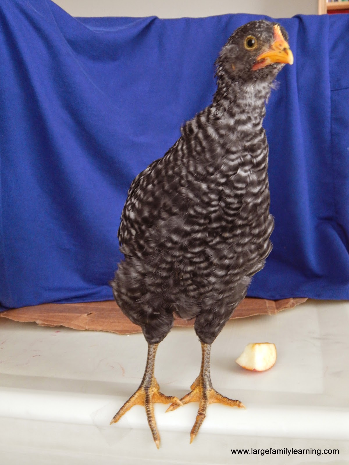 Large Family Learning : Raising Baby Chicks: 5 Weeks Old