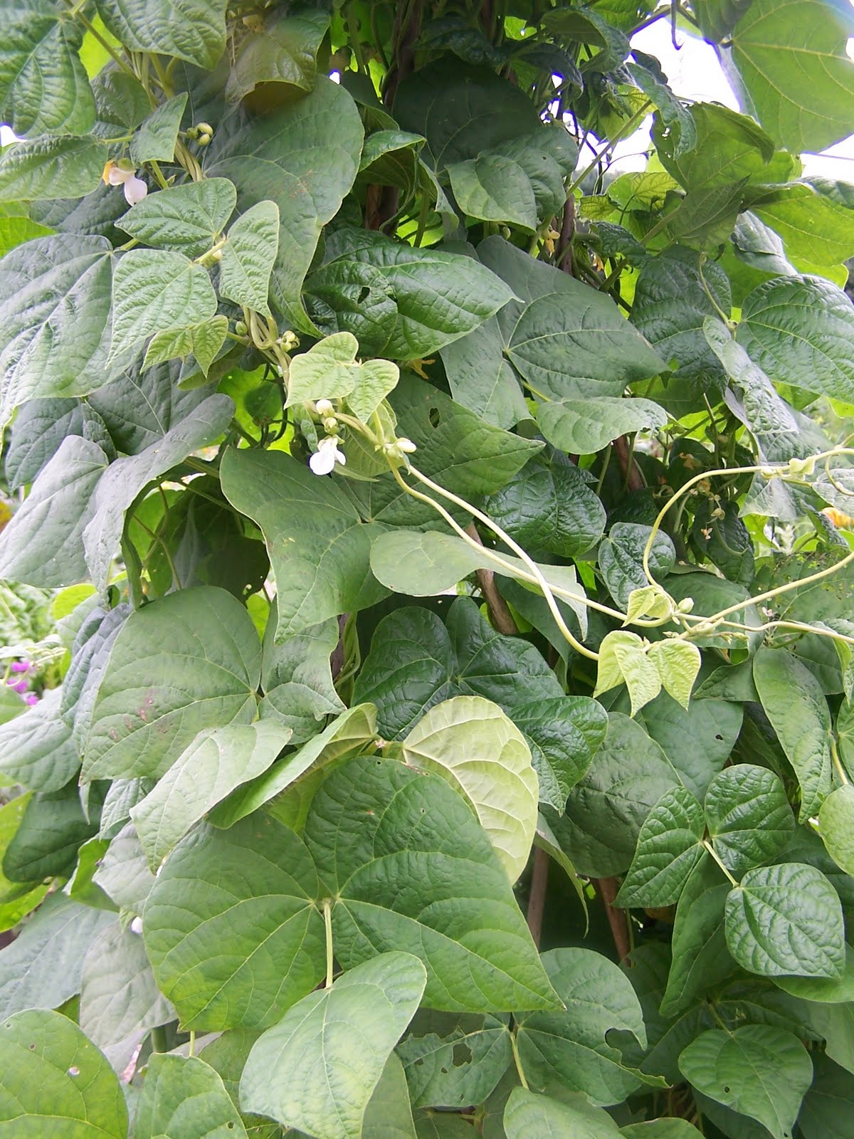 Mama's Giardiniera: What's at stake--pole beans