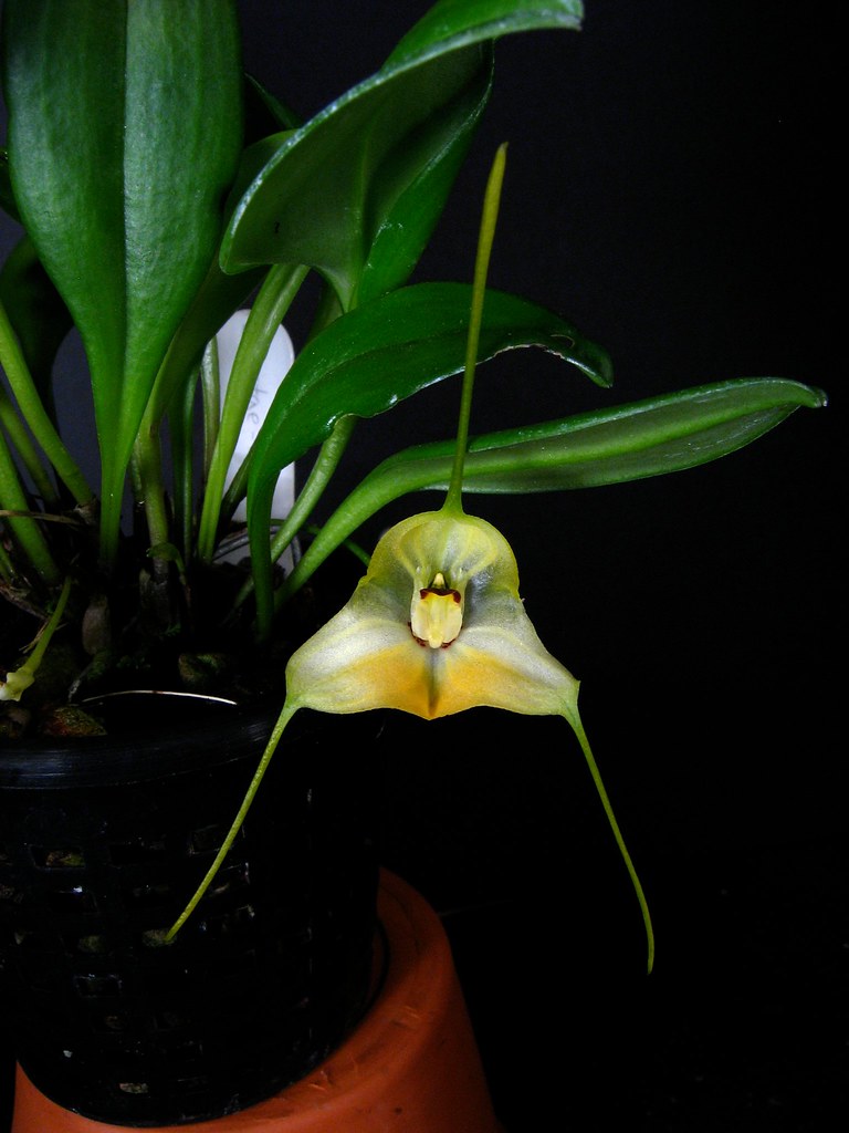 Masdevallia sanctae-inesae care and culture | Travaldo's blog
