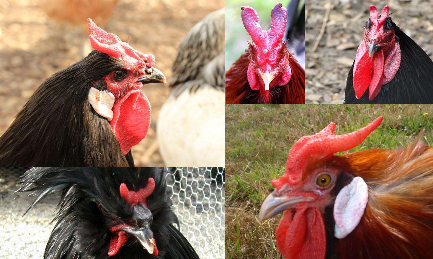 Jenis Jengger atau Pial Ayam yang Wajib Diketahui - Tanam Ternak ala ...