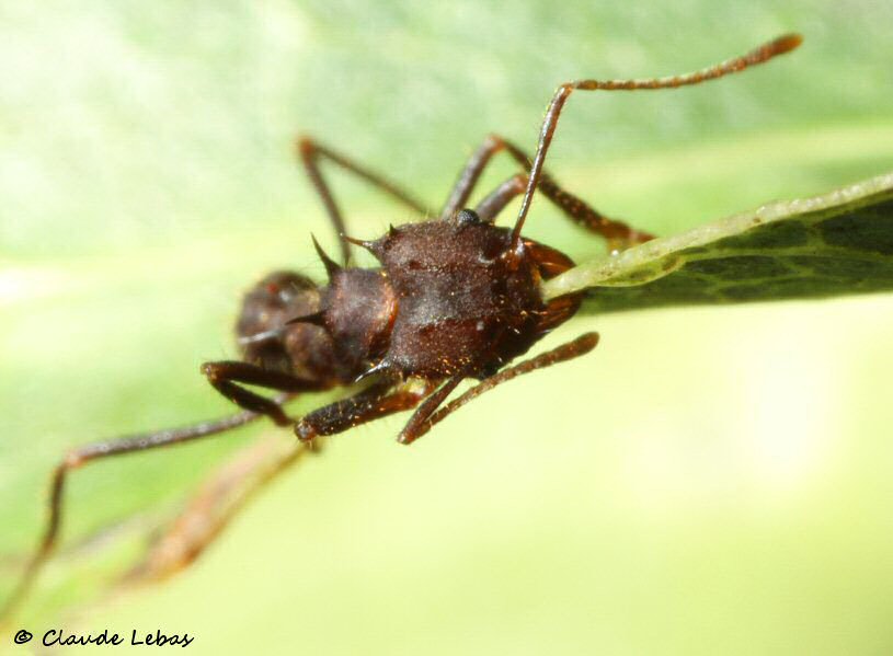 fourmis de Cuba- Hormigas de Cuba- Ants of Cuba: Atta insularis