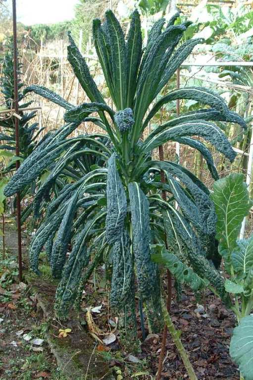 Les Jardins du Laveu: Chou palmier