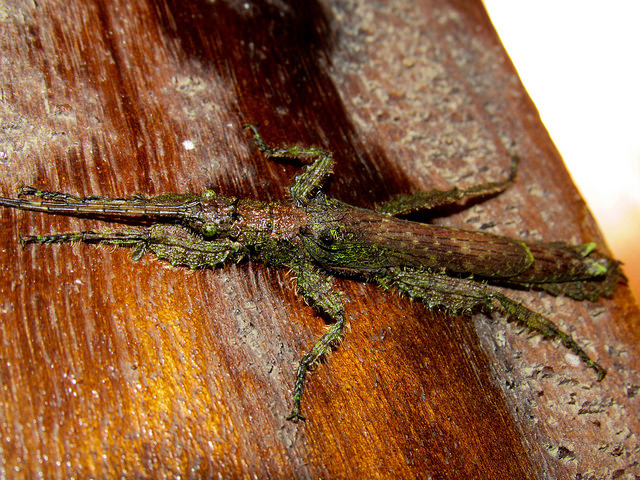 Tropical Biology on a Changing Planet Semester Abroad Program in Costa ...