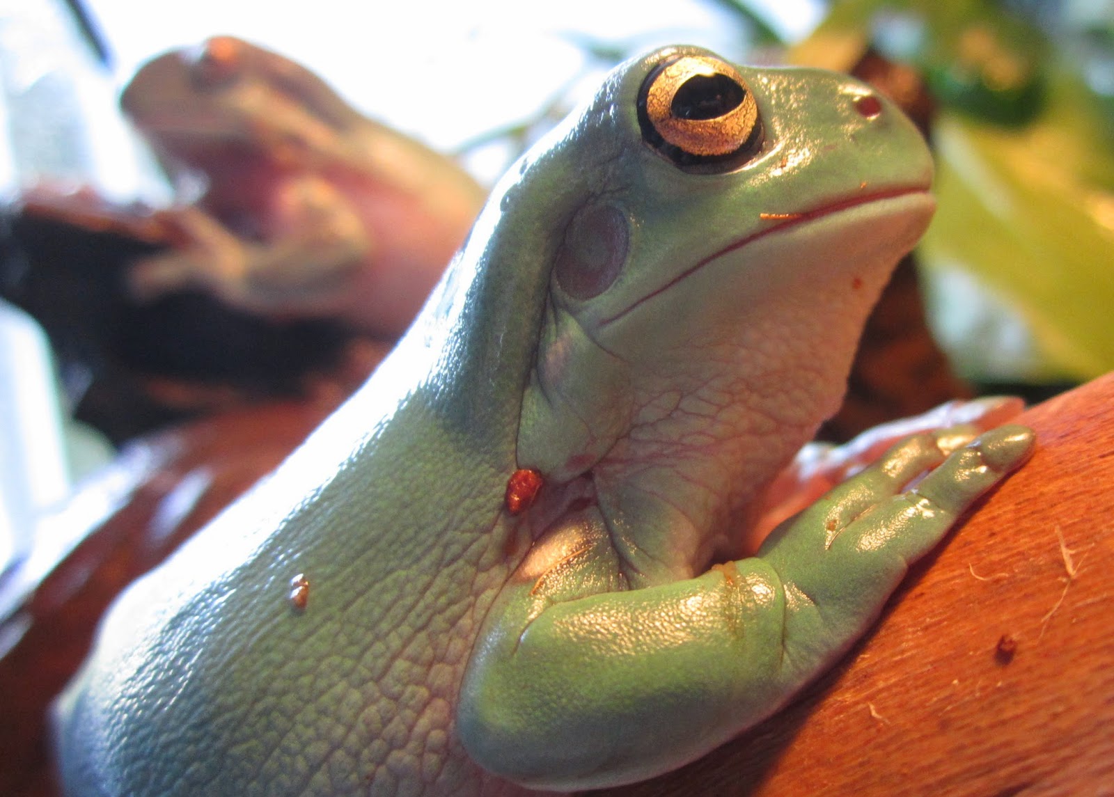Momcicle Mania: White's Tree Frogs aka Dumpy Tree Frogs