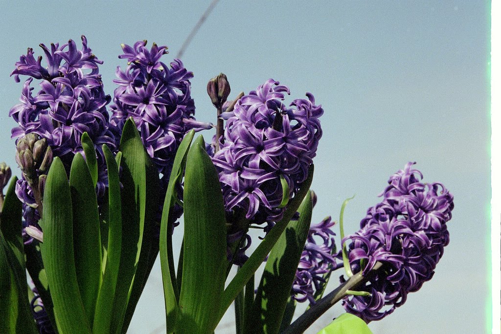 YEŞİL EVİM: sümbül