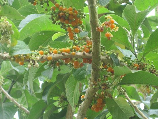 EL BLOG DE PHYTOMA: INVESTIGAN PROPIEDADES DEL ÁRBOL DE GÜITITE CONTRA ...