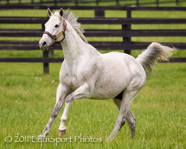 Turf & Dirt - On Horse Racing: Macho Uno... Portrait Session