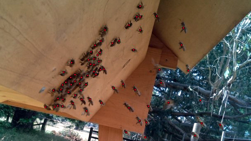 Blog elhacker.NET: Contador automático de abejas con una Raspberry Pi