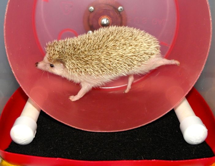 Afrički patuljasti ježevi-Glasaju se smiješno i neobično, što podsjeća ...