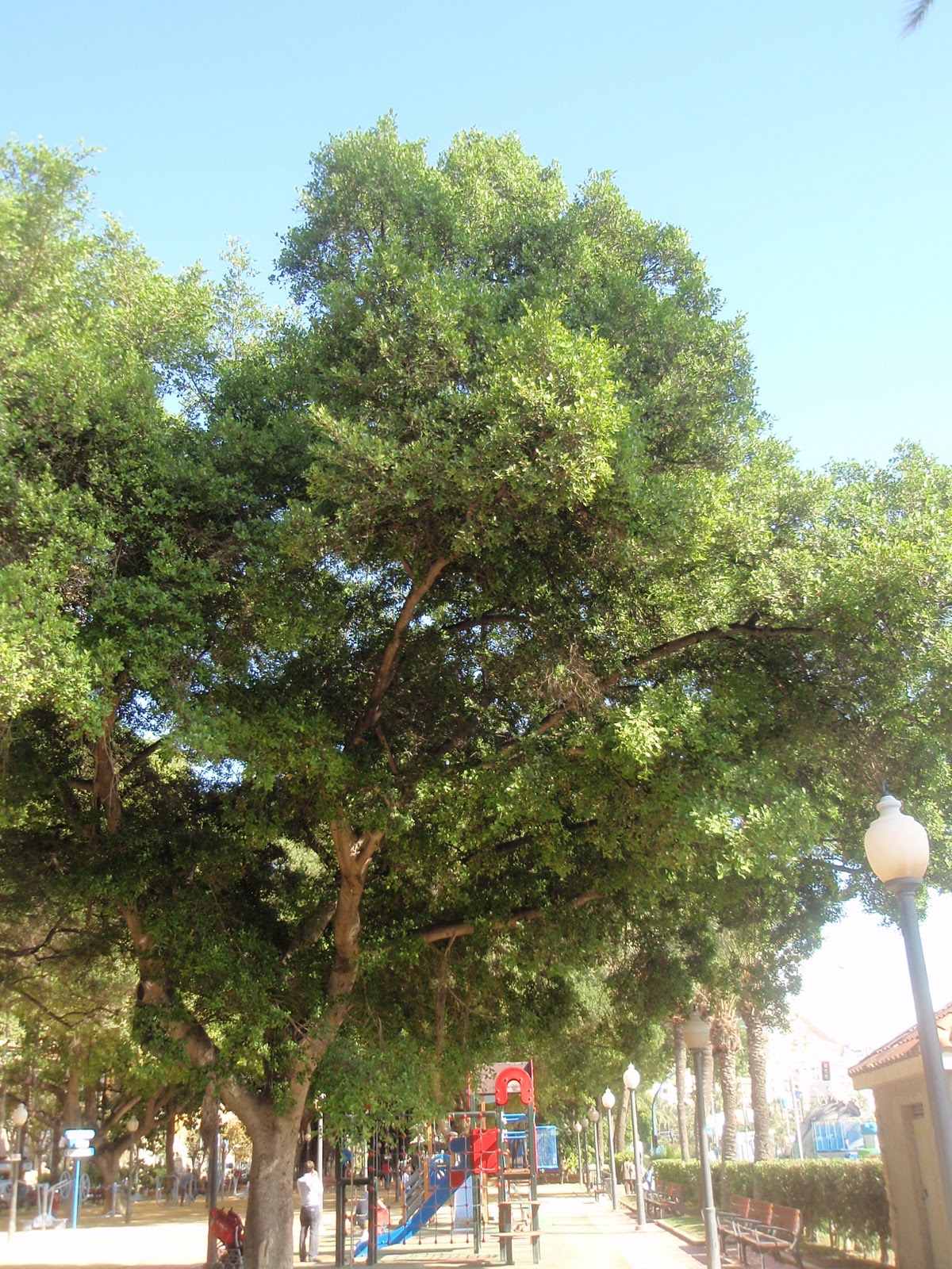 HERBARIO VIRTUAL DE BANYERES DE MARIOLA Y ALICANTE: Ficus microcarpa ...