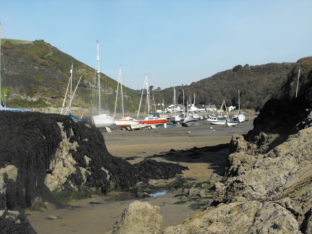 Codlinsandcream2: Solva in the sunshine