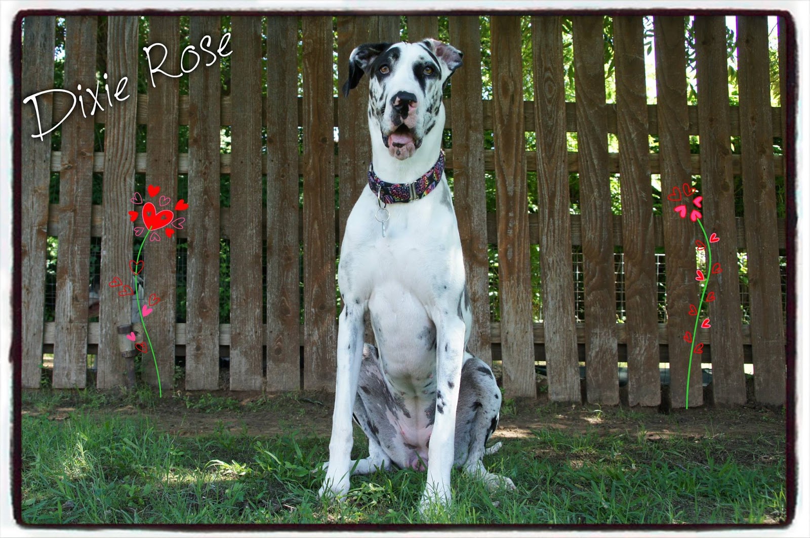 Texas Size Great Danes