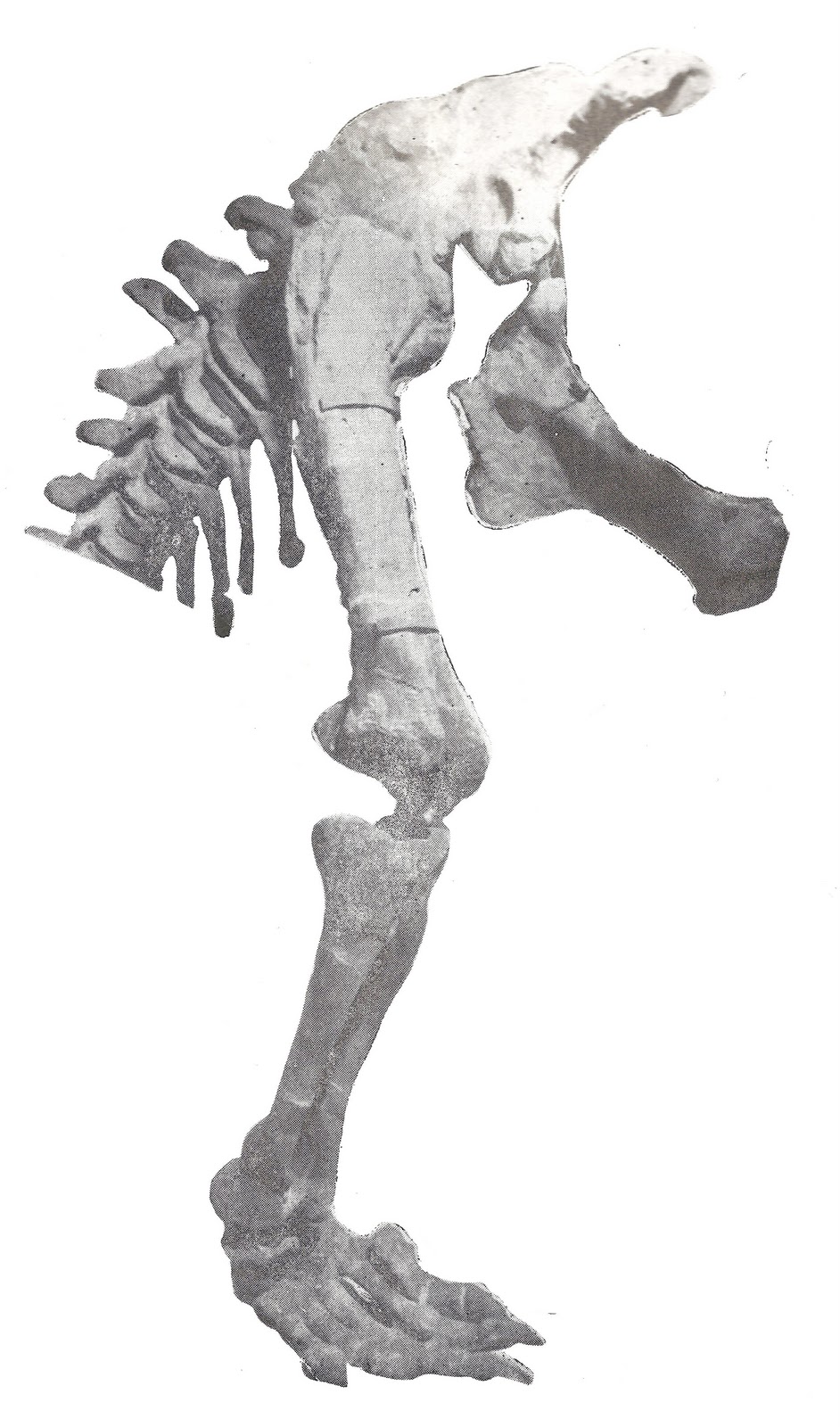 The Theropod Database Blog: "Megacervixosaurus" and Kunmingosaurus ...