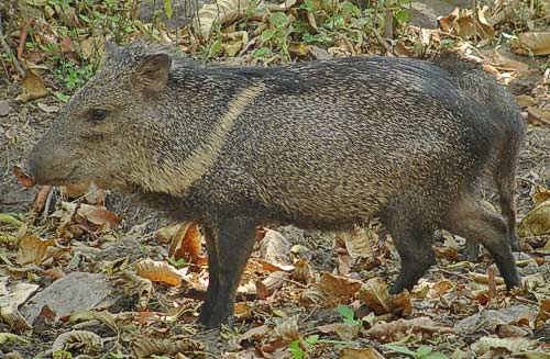 Collared Peccary | Wildlife Info & Photos | The Wildlife