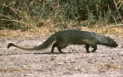 ACENDURA BRAVA: O GUARDA DAS GALINHAS