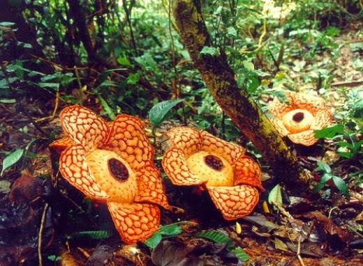 Huellas del Paraíso: Rafflesia arnoldii, un gigante entre las flores