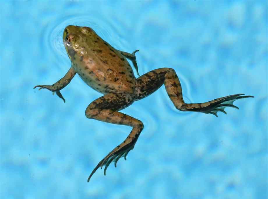 View topic - Sage & Her Frog - Chicken Smoothie