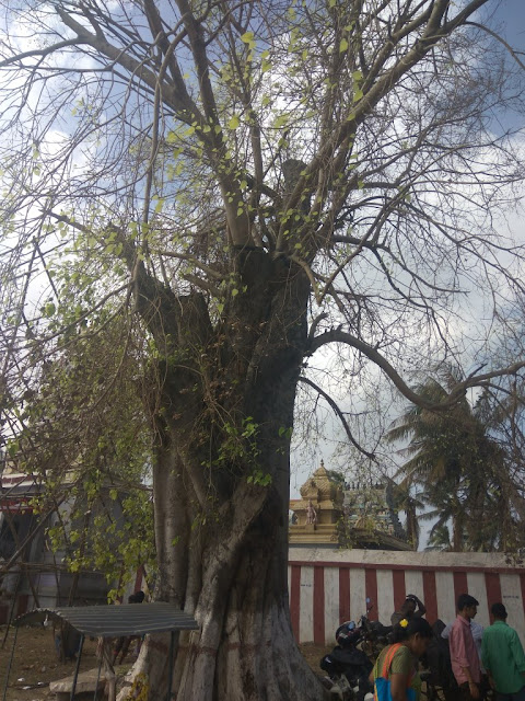 Tamilnadu Tourism: Ranganathar Temple, Devadanam – The Temple