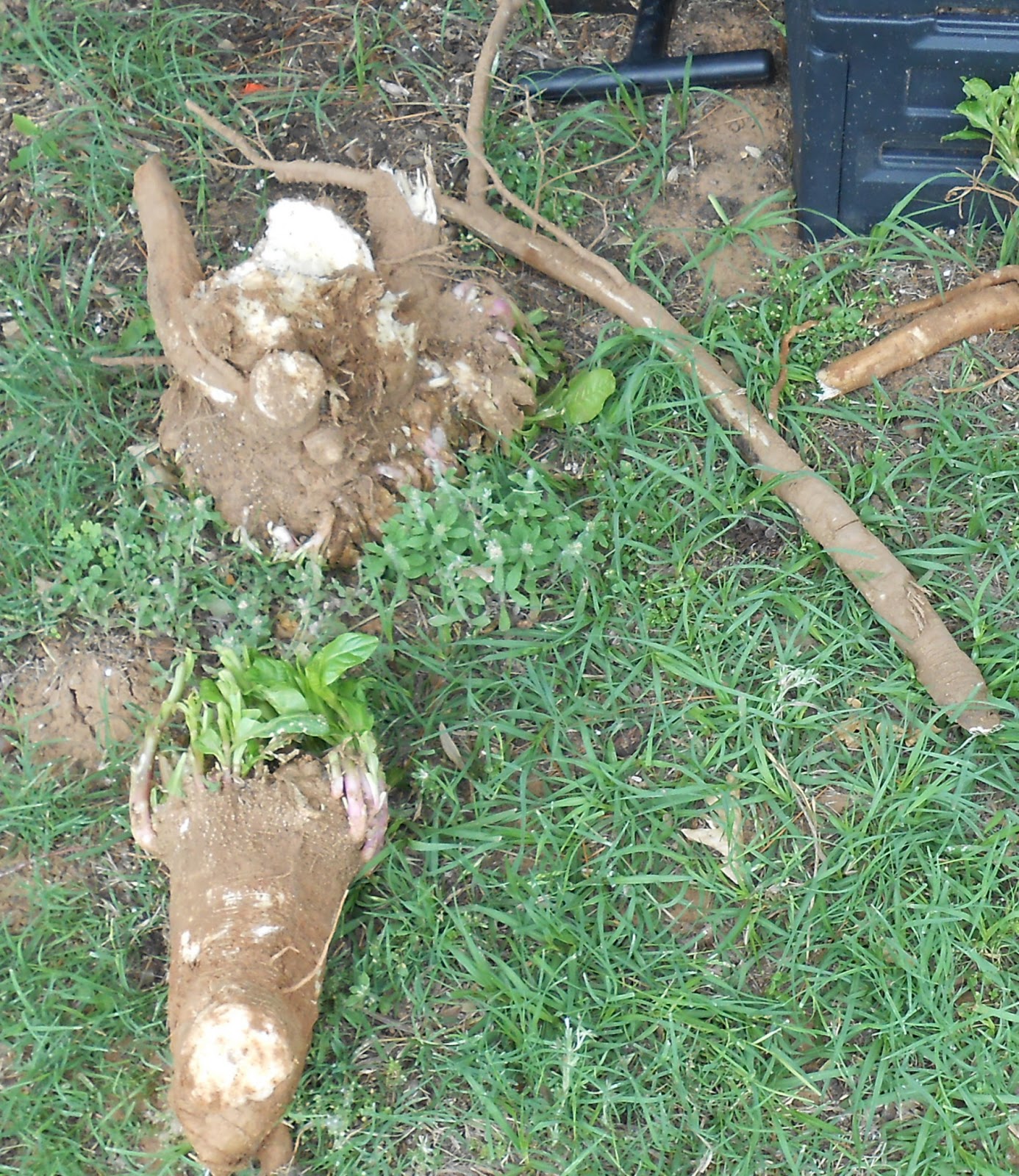 Texan Gardener and Traveler: Poke Sallet, Weed,Berry,Bush,Root
