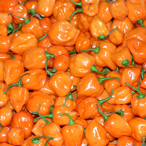 Habanero Manzano - Chili Peppers