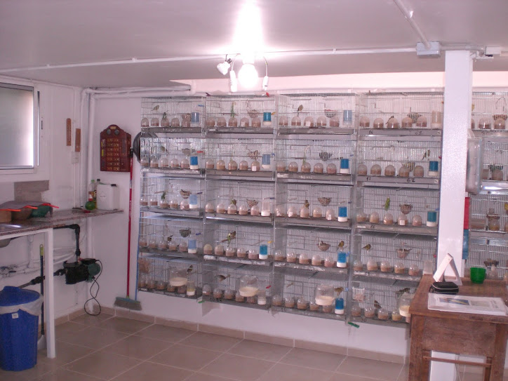 AVIARIO CRISEL: AVIARIO CRISEL CRIADOR DE CANARIOS Y PÁJAROS EXÓTICOS