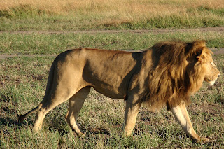 About Wild Animals lion: Adaptations of African Lions