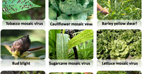 10 Examples of Viral diseases of Plants | ExamplesOf.net