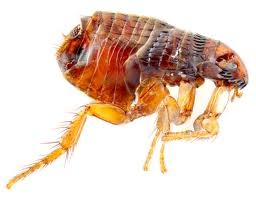How To Kill Fleas: How To Kill Fleas and Why Your Not Successful