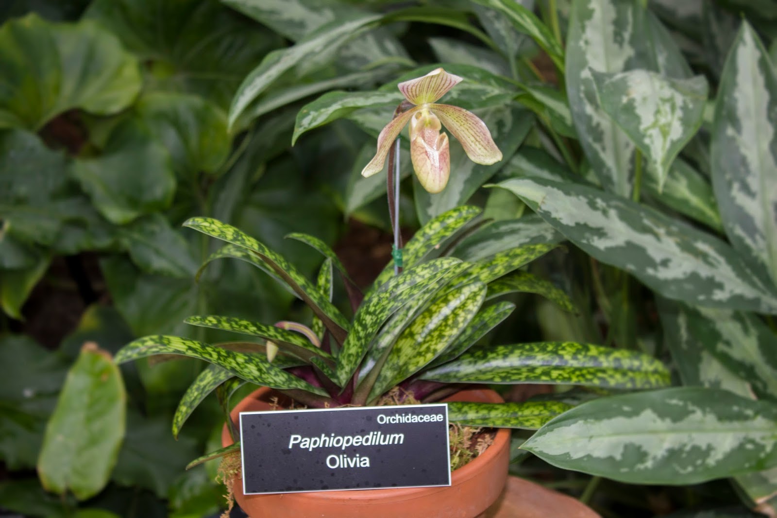 Maria's Orchids: Gorgeous Paphiopedilum hybrids from the DC Botanic Garden