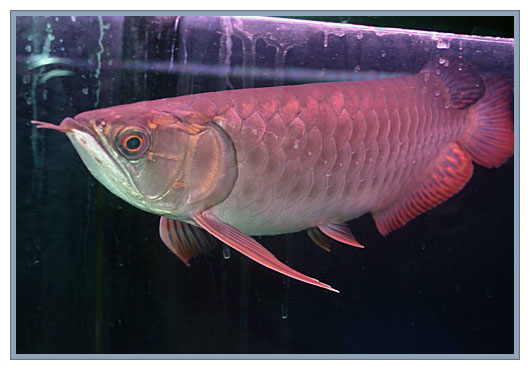 World of High Quality Arowana: Arowana Sales Gallery 2