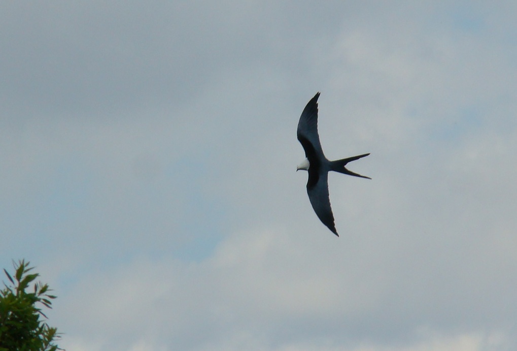 Burly Bird: Florida AVICATION Part II: The Glades...