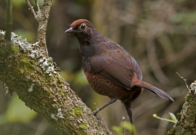 Las Aves que Viven en Chile: Hued Hued el aullador de la Selva Araucana