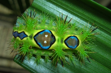 Hama Ulat Api pada Sawit - Tehnik Budidaya Sawit - Pengendalian Hama ...