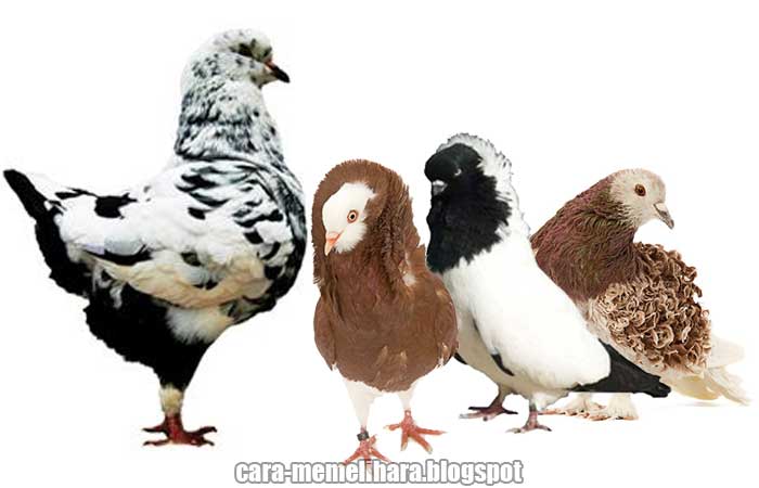 Klasifikasi Burung Merpati - Perumperindo.co.id