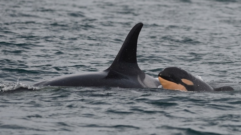 White Wolf : Wild Grandma Orca Gives Birth To Sweetest Symbol Of Hope