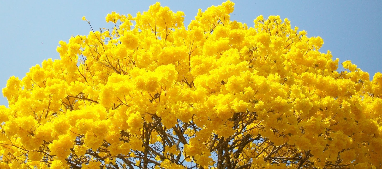 Jovem Jornalista: As cores e significados dos ipês no inverno em Brasília