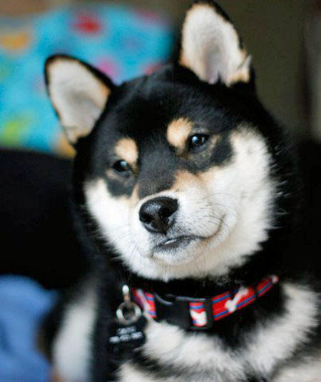 MUNDO ANIMAL: Shiba Inu