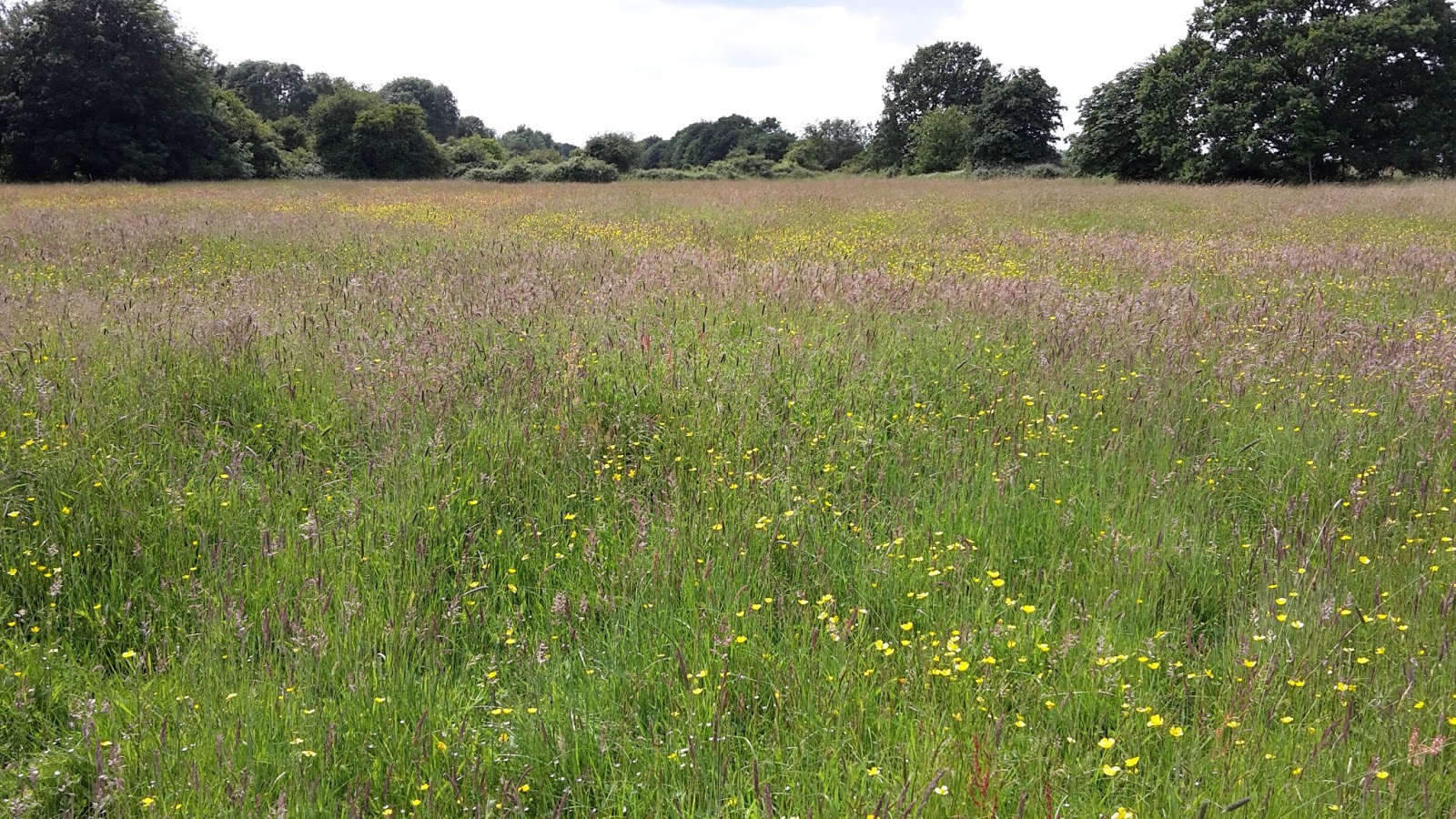 Norfolk Wildlife Trust: Local Wildlife Sites: a day in the life