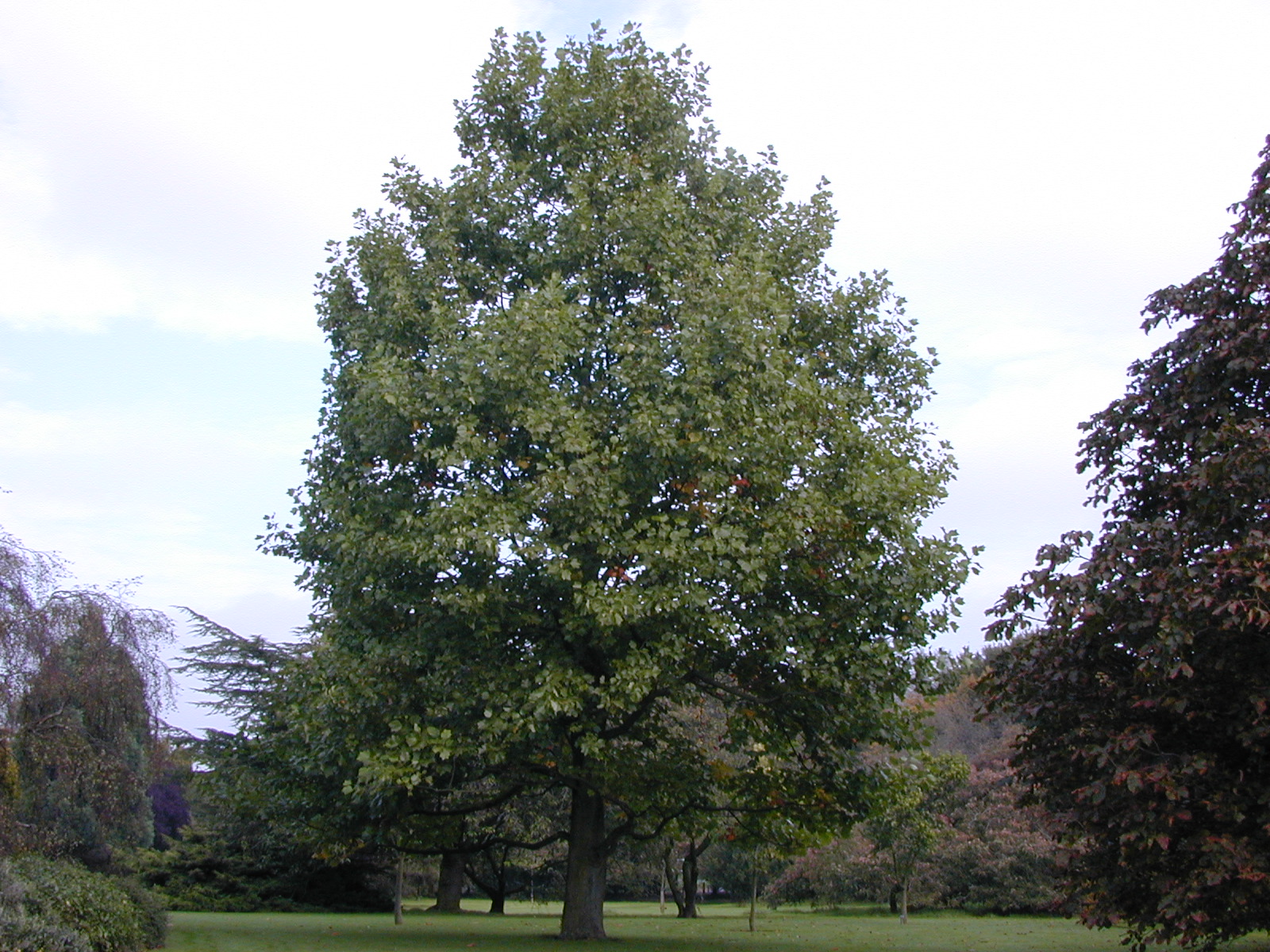 Trees of Santa Cruz County: Liriodendron tulipifera - Tulip Tree